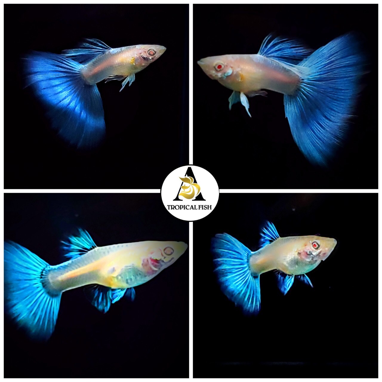 D&A TROPICAL FISH