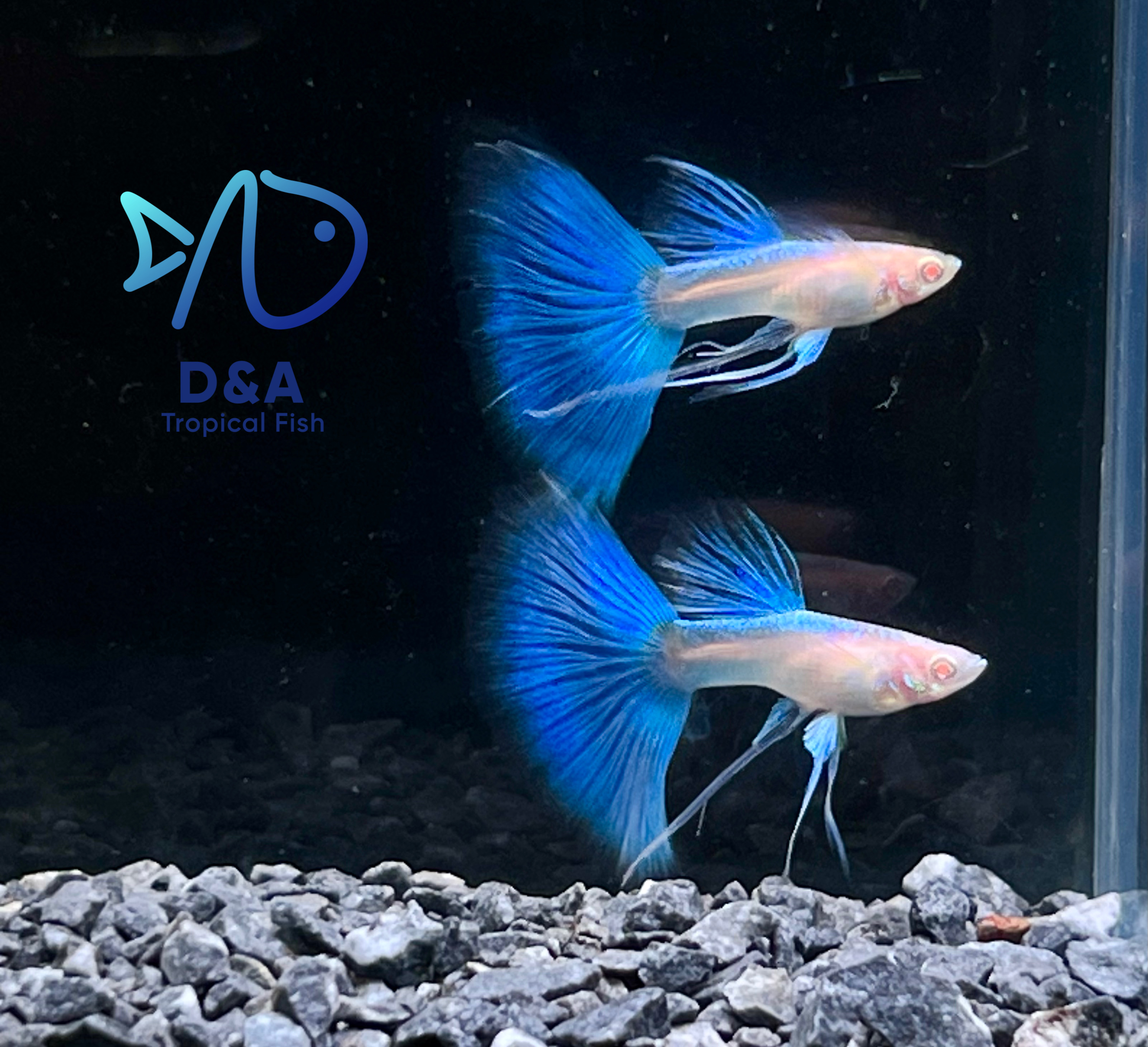 D&A TROPICAL FISH