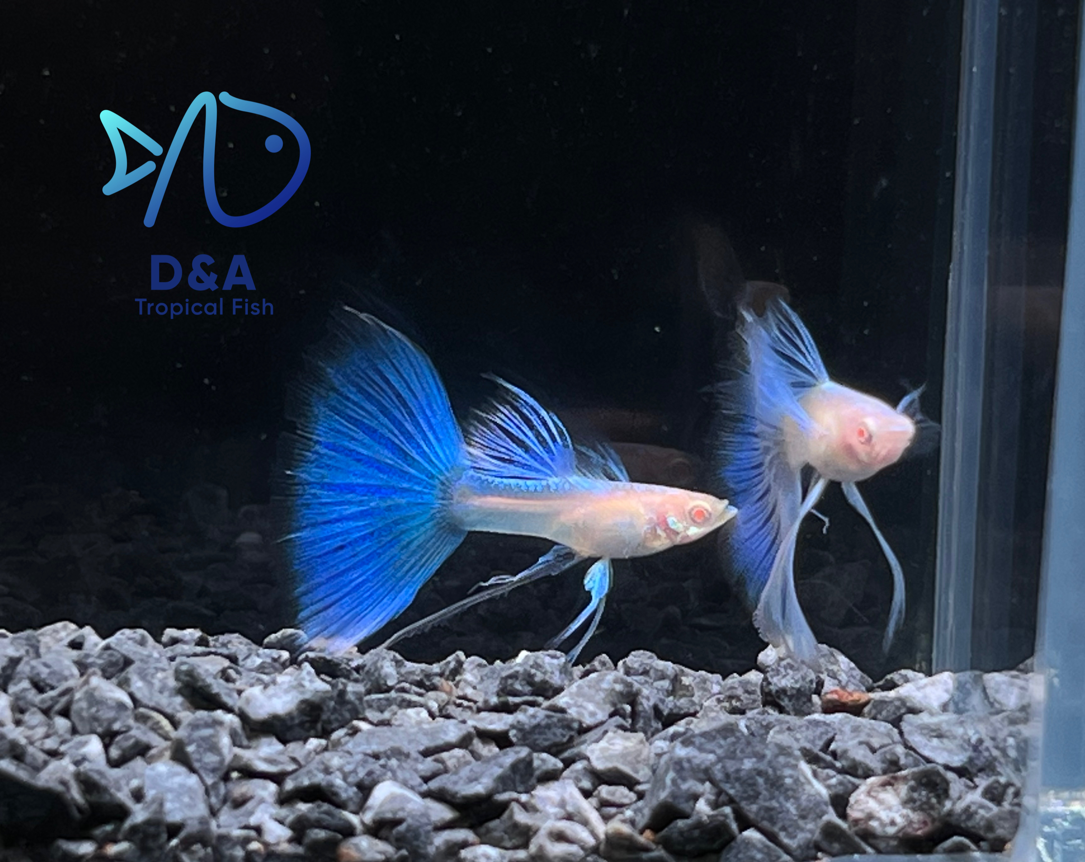 D&A TROPICAL FISH