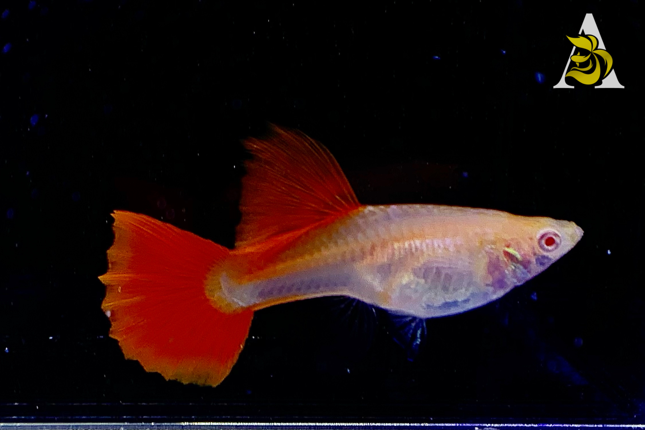 Knight Female Guppy