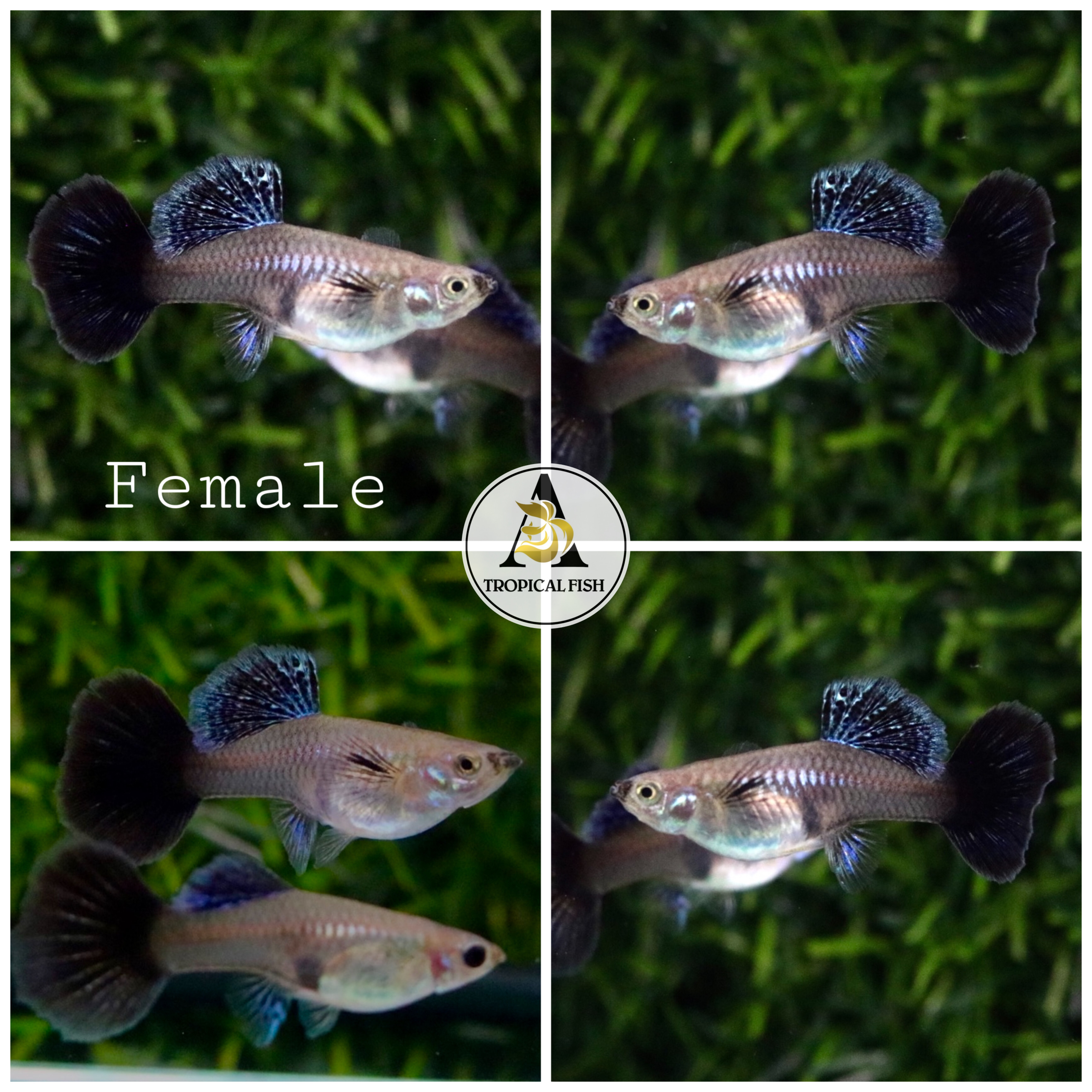 D&A TROPICAL FISH