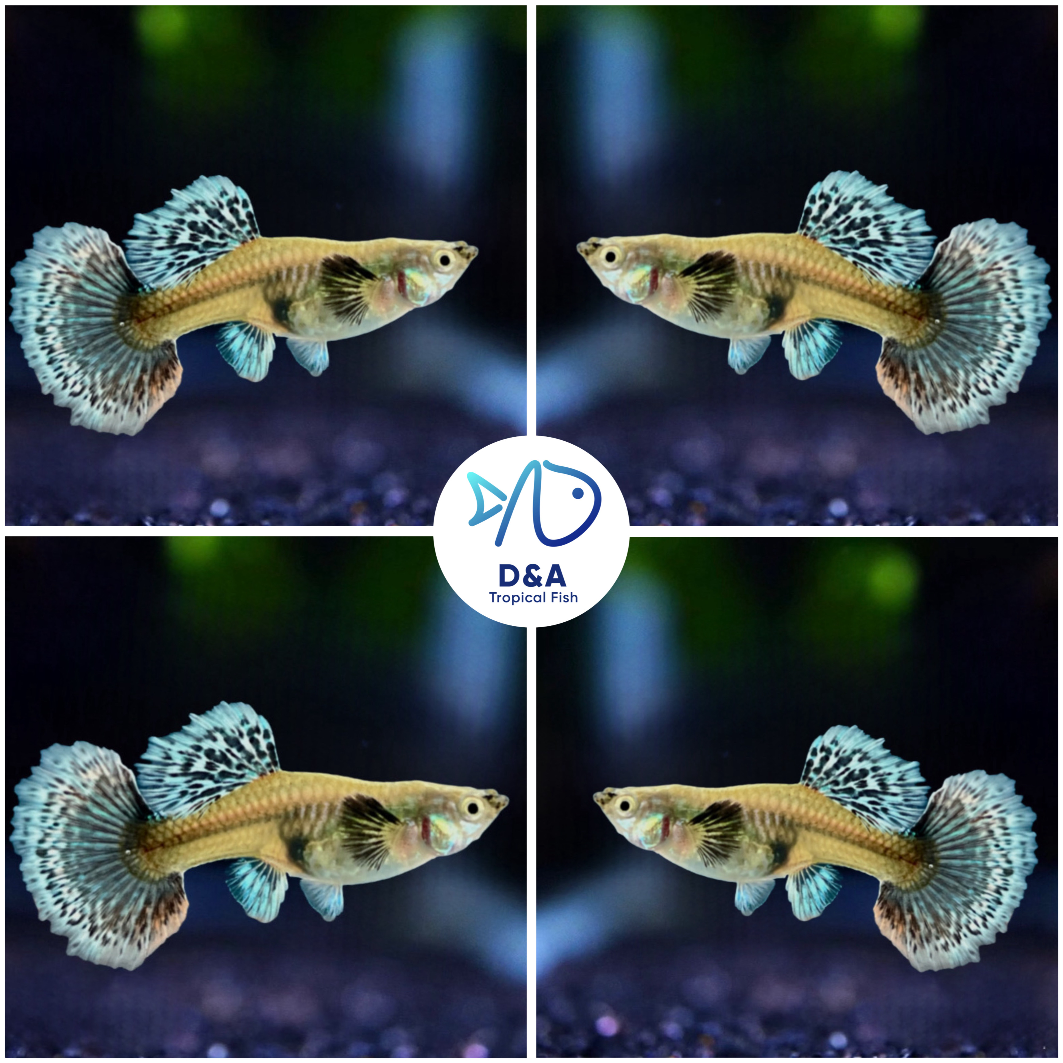 D&A TROPICAL FISH