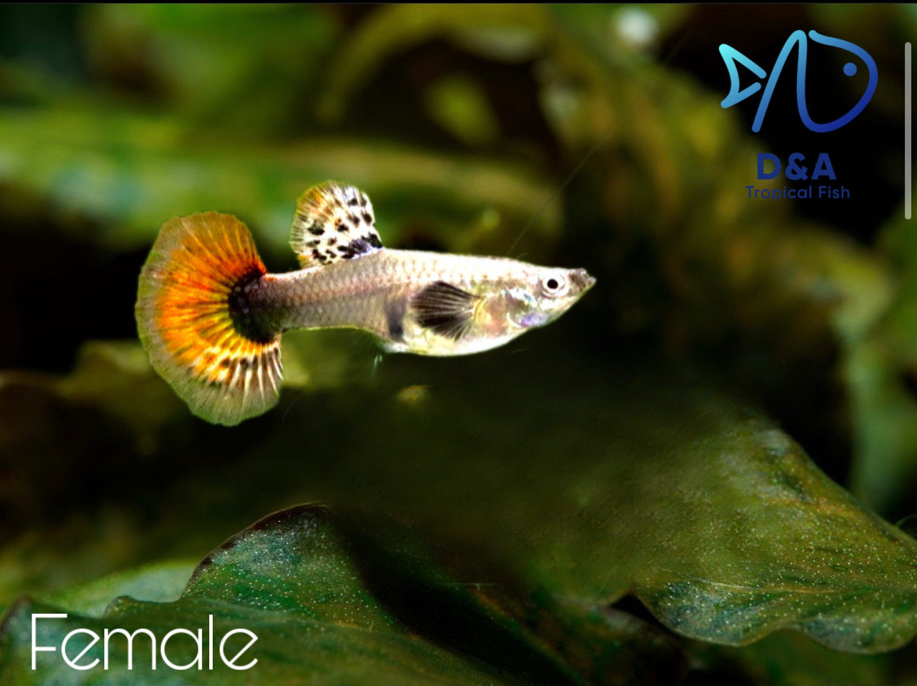 D&A TROPICAL FISH