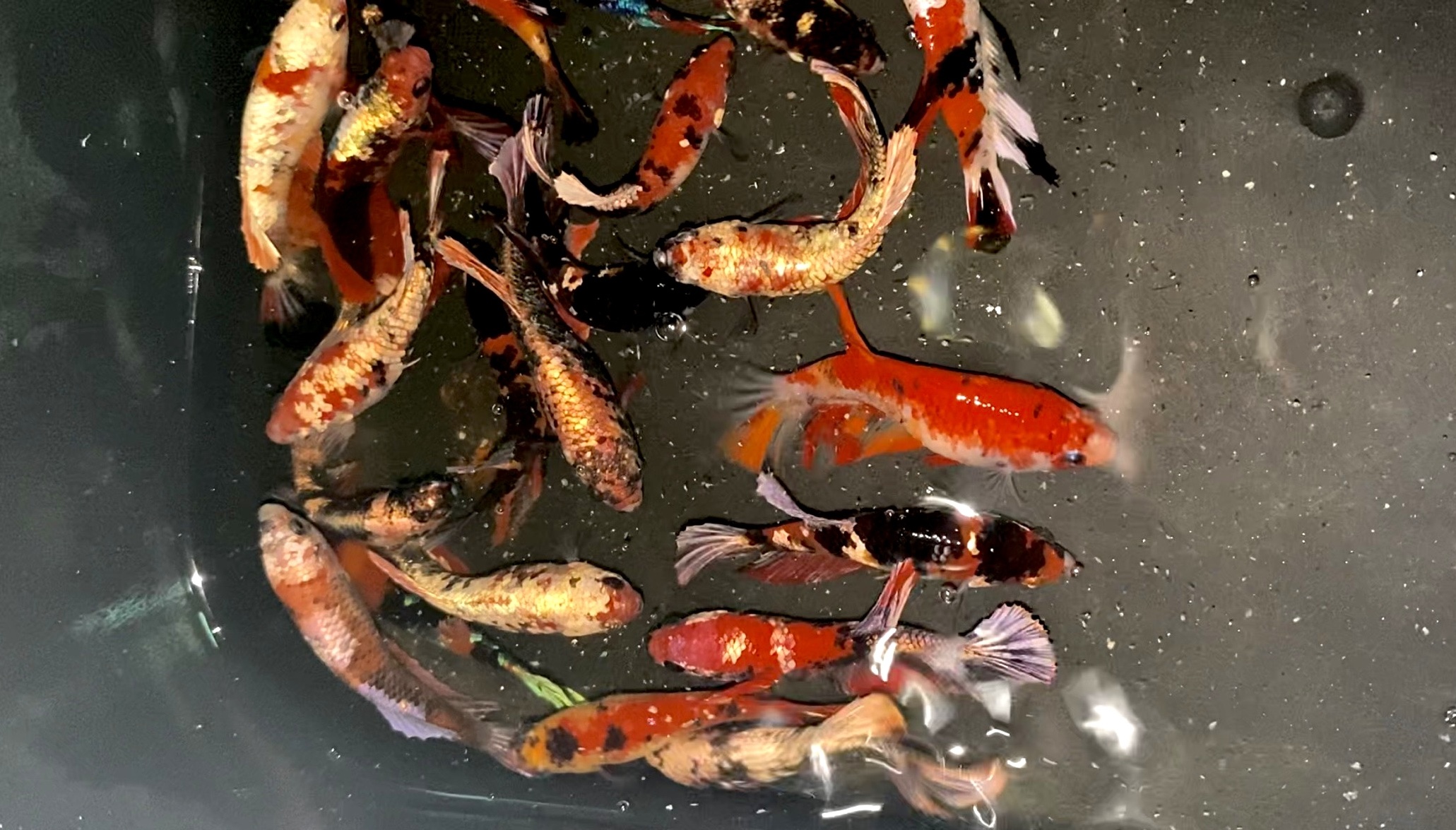D&A TROPICAL FISH