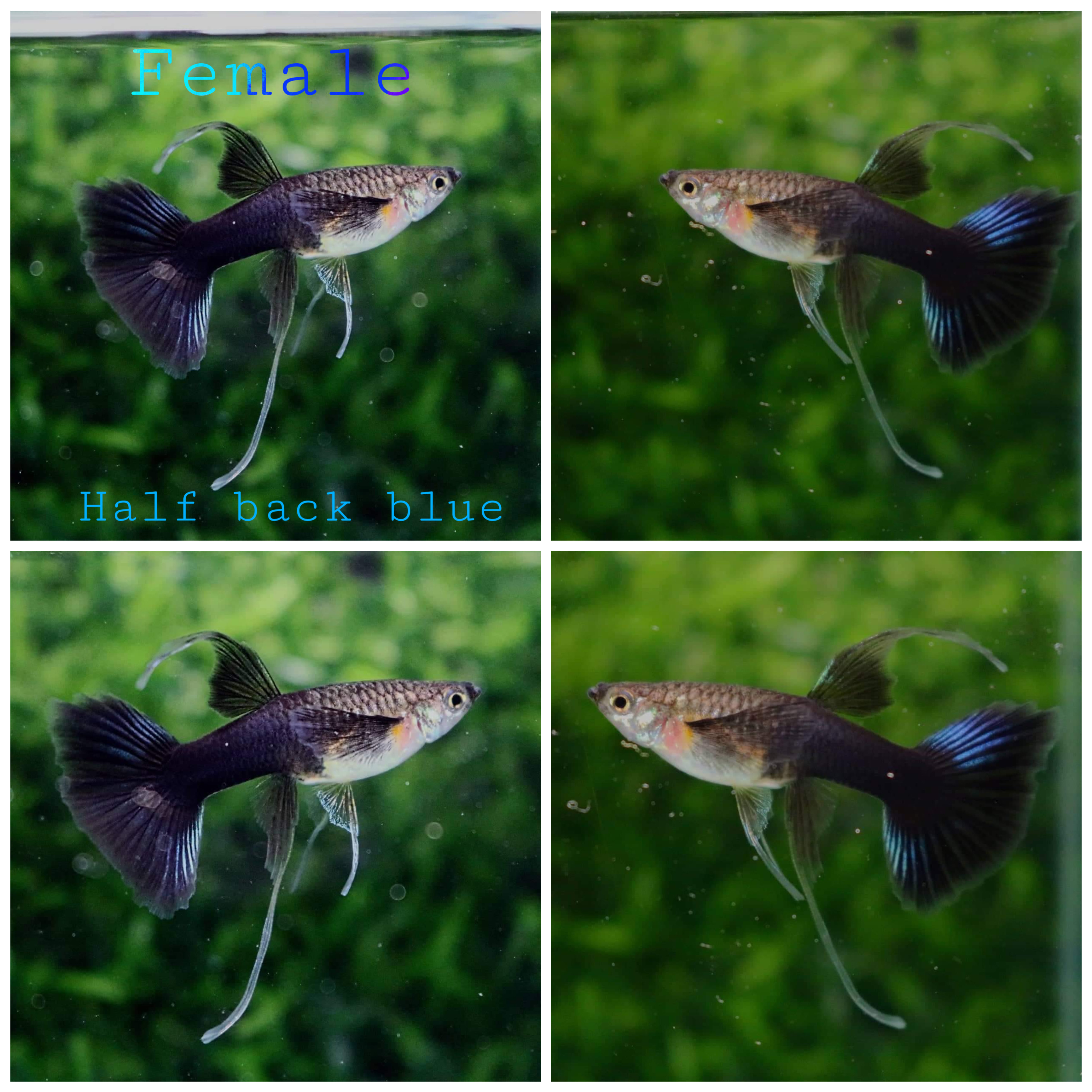 D&A TROPICAL FISH