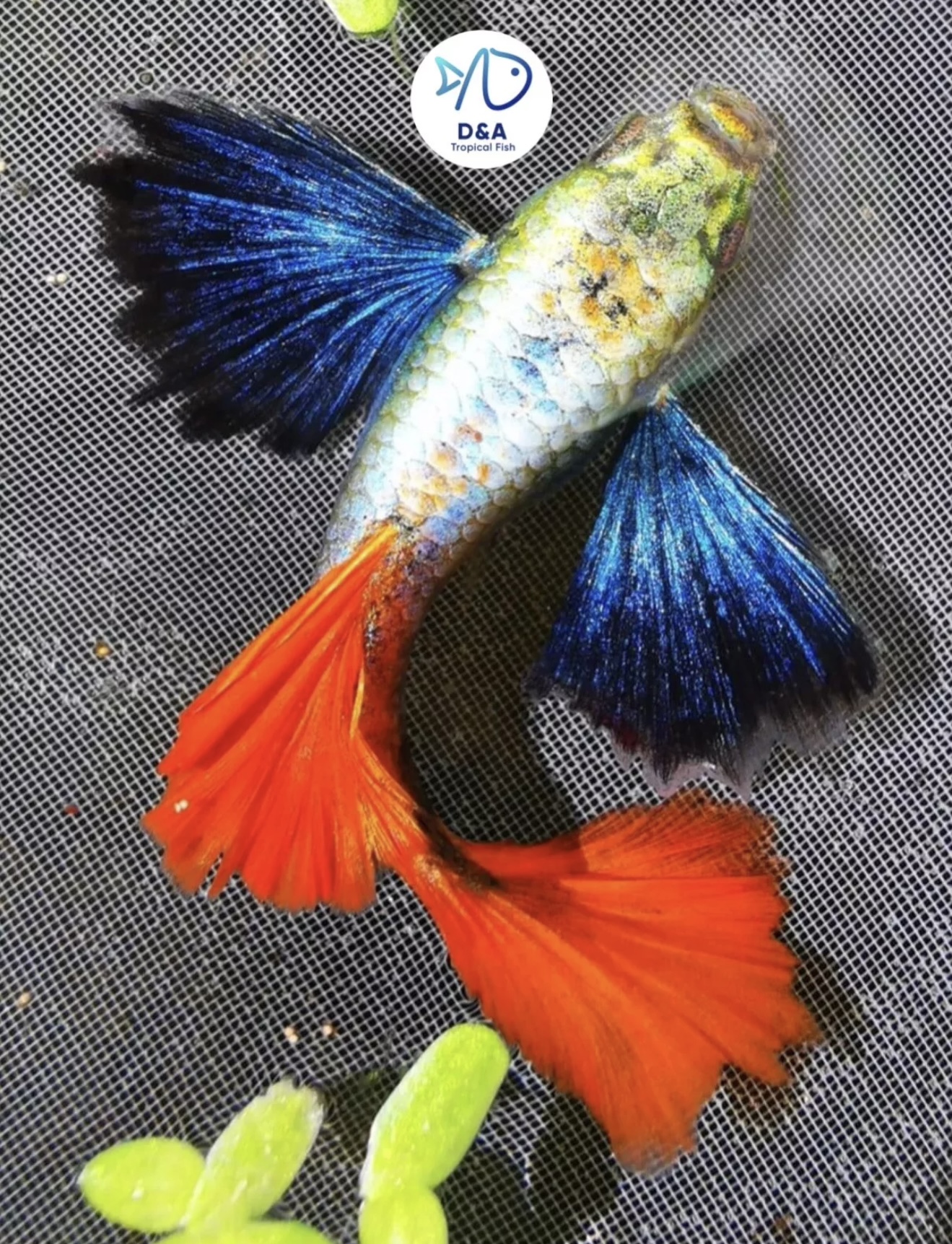 D&A TROPICAL FISH