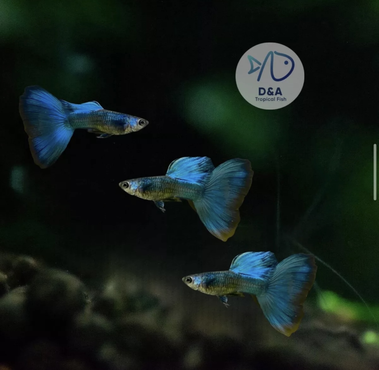 D&A TROPICAL FISH
