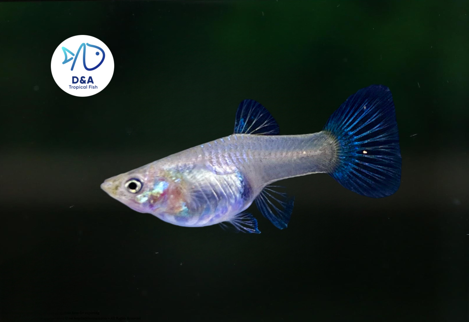 D&A TROPICAL FISH