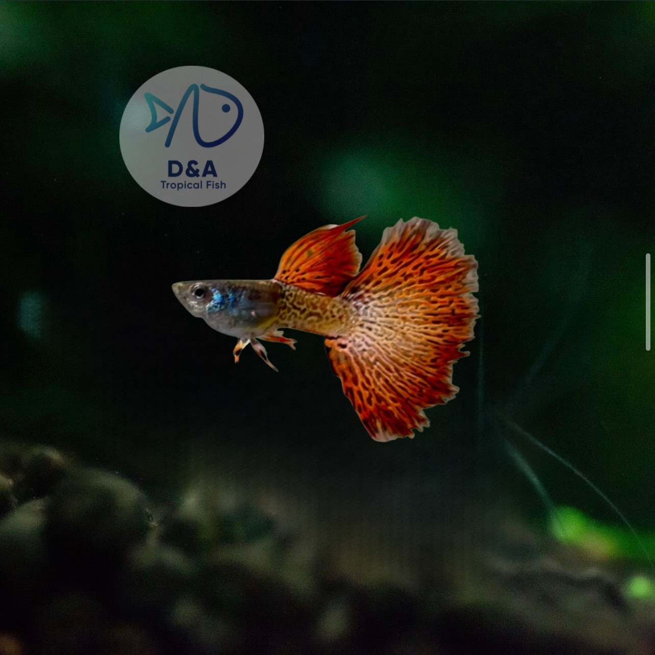 D&A TROPICAL FISH