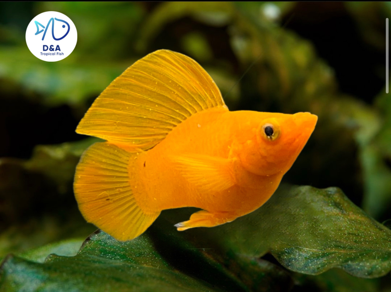 D&A TROPICAL FISH