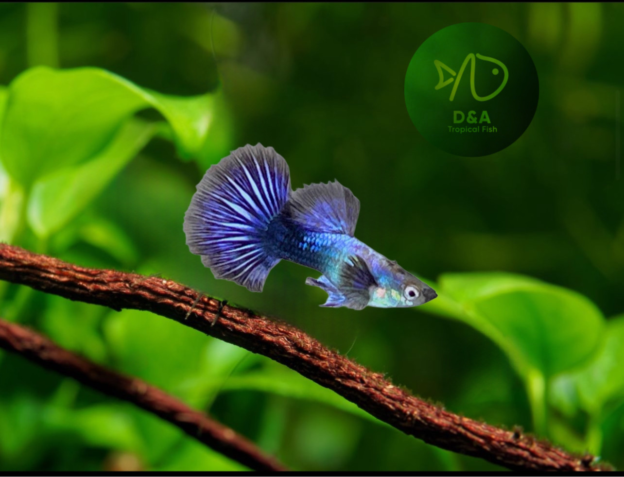 D&A TROPICAL FISH