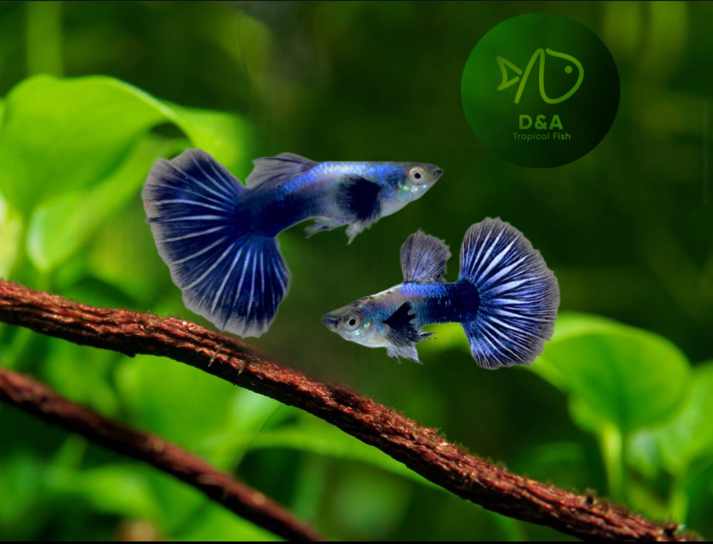 D&A TROPICAL FISH