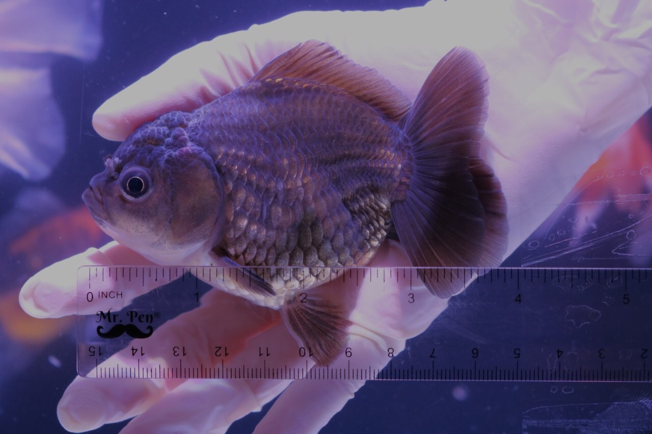 Candi river Goldfish