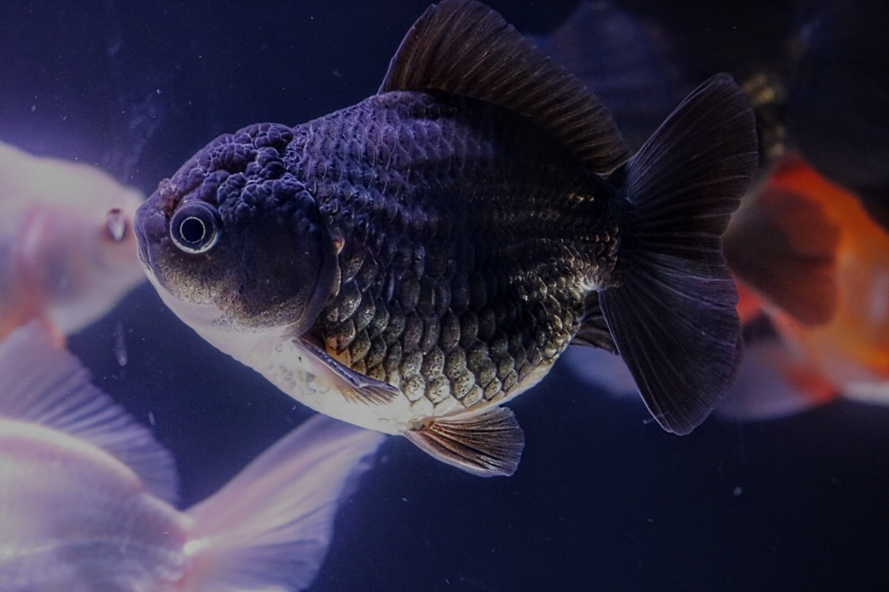 Candi river Goldfish