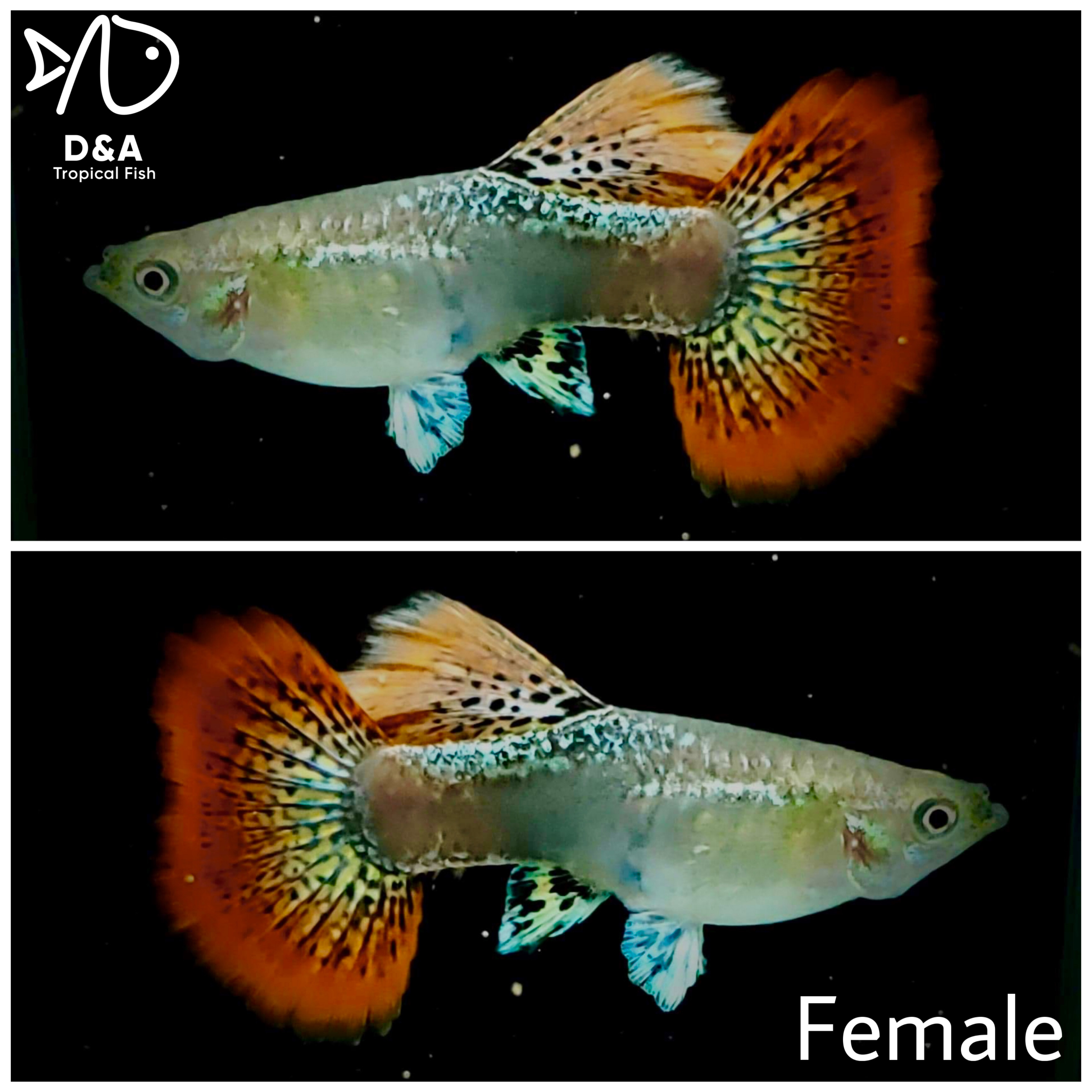 D&A TROPICAL FISH