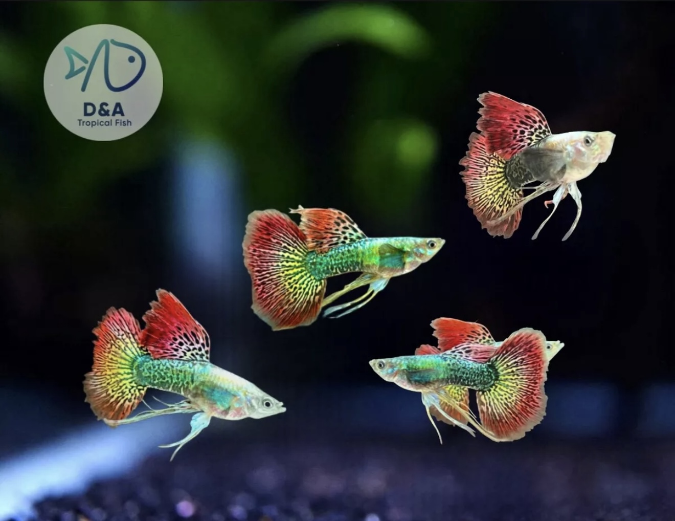 D&A TROPICAL FISH