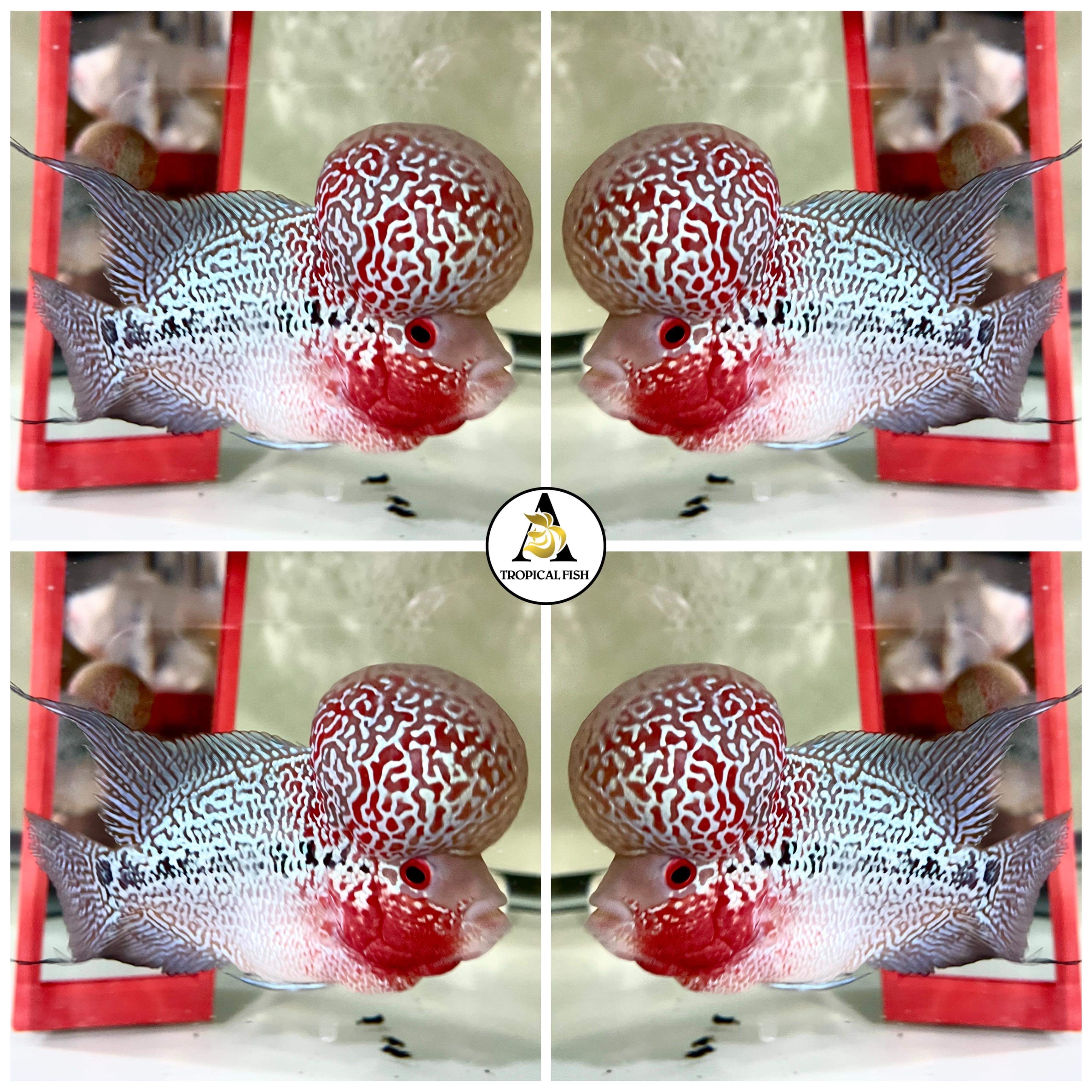 Red spotted Flowerhorn